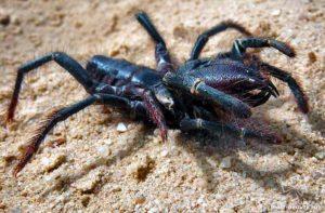 Удивительные Сольпуги (виды, фото, описание, интересные факты)